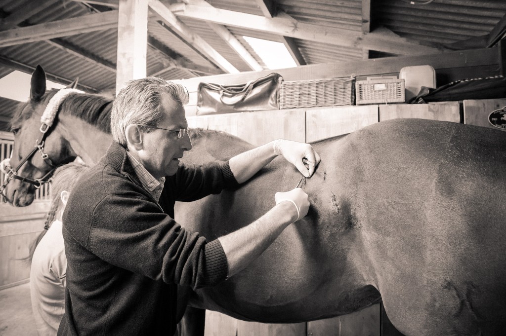 Pour vos chevaux - Les services Bailly vétérinaires